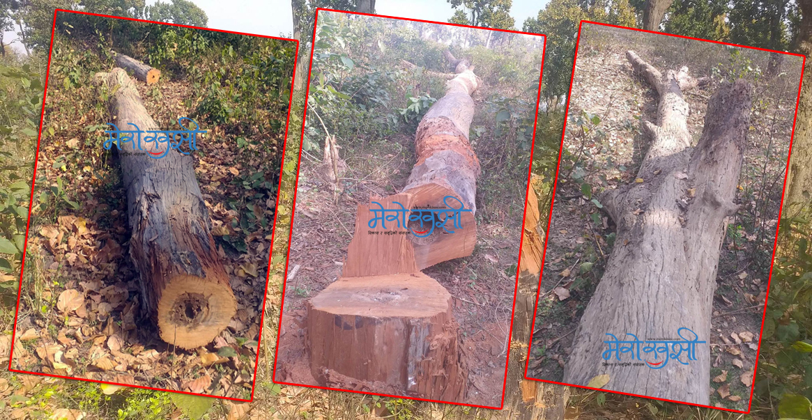 झोरा समुदायिक वनभित्र सालका ३ रुख काटिए – Merokhushi